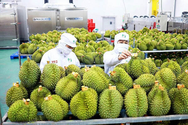 VIETNAM'S DURIAN EXPORTS TO CHINA - Smartlink